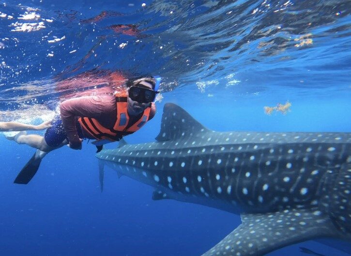 Descubre qué llevar a tu excursión de tiburón ballena en la Riviera ...